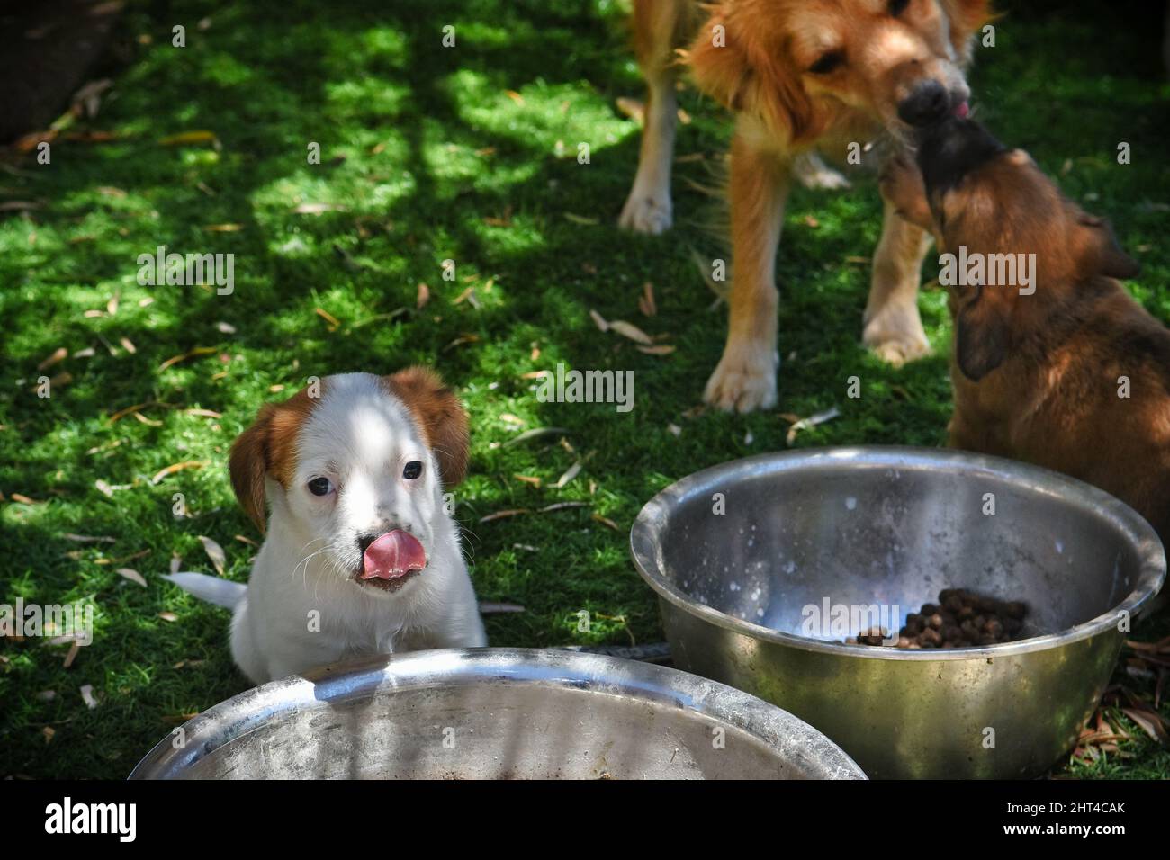 Closeup shot of a cute puppy and other dogs eating from the metal bowls ...