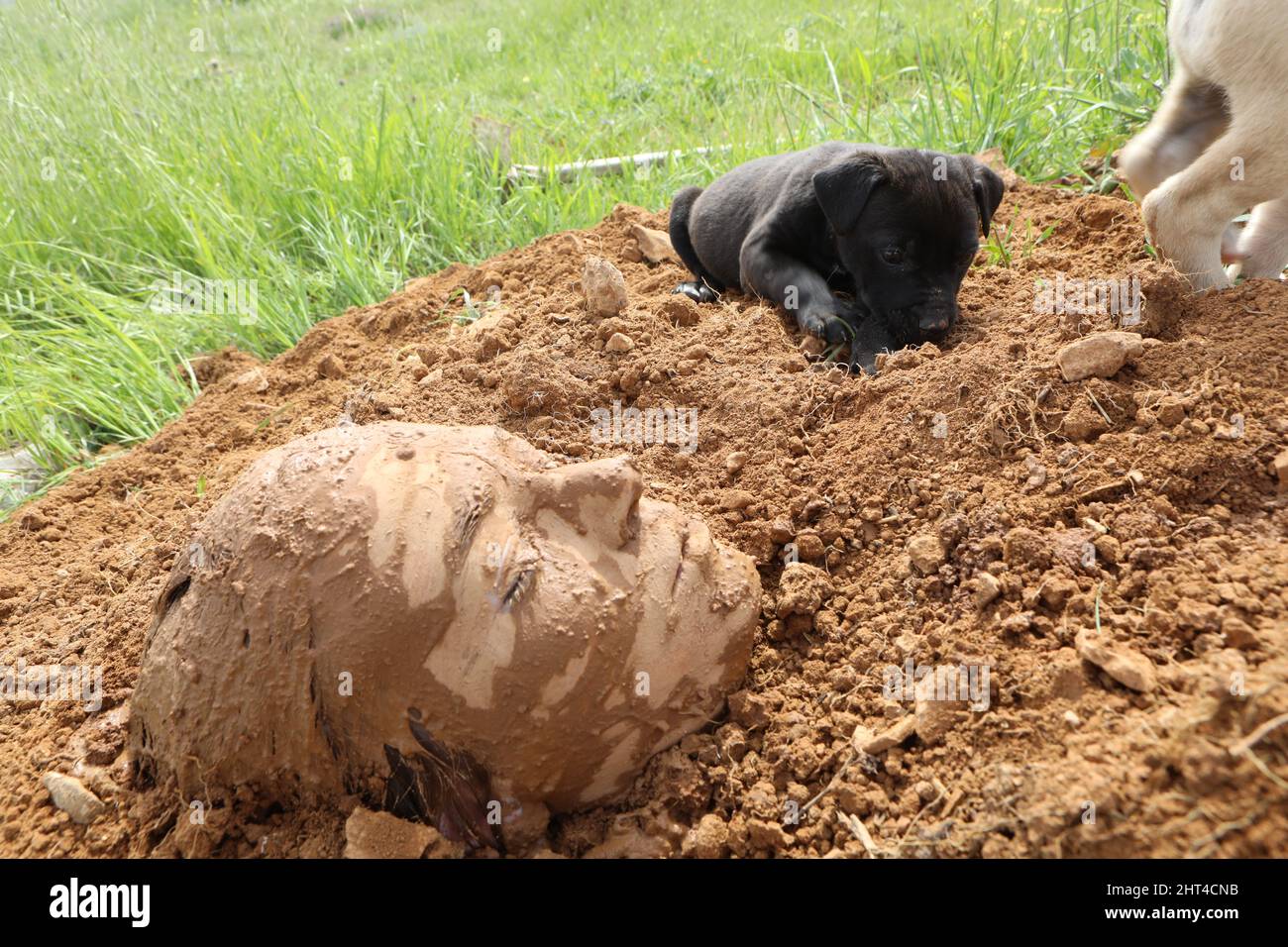 A woman buried in the ground A face covered in the ground Stock Photo ...
