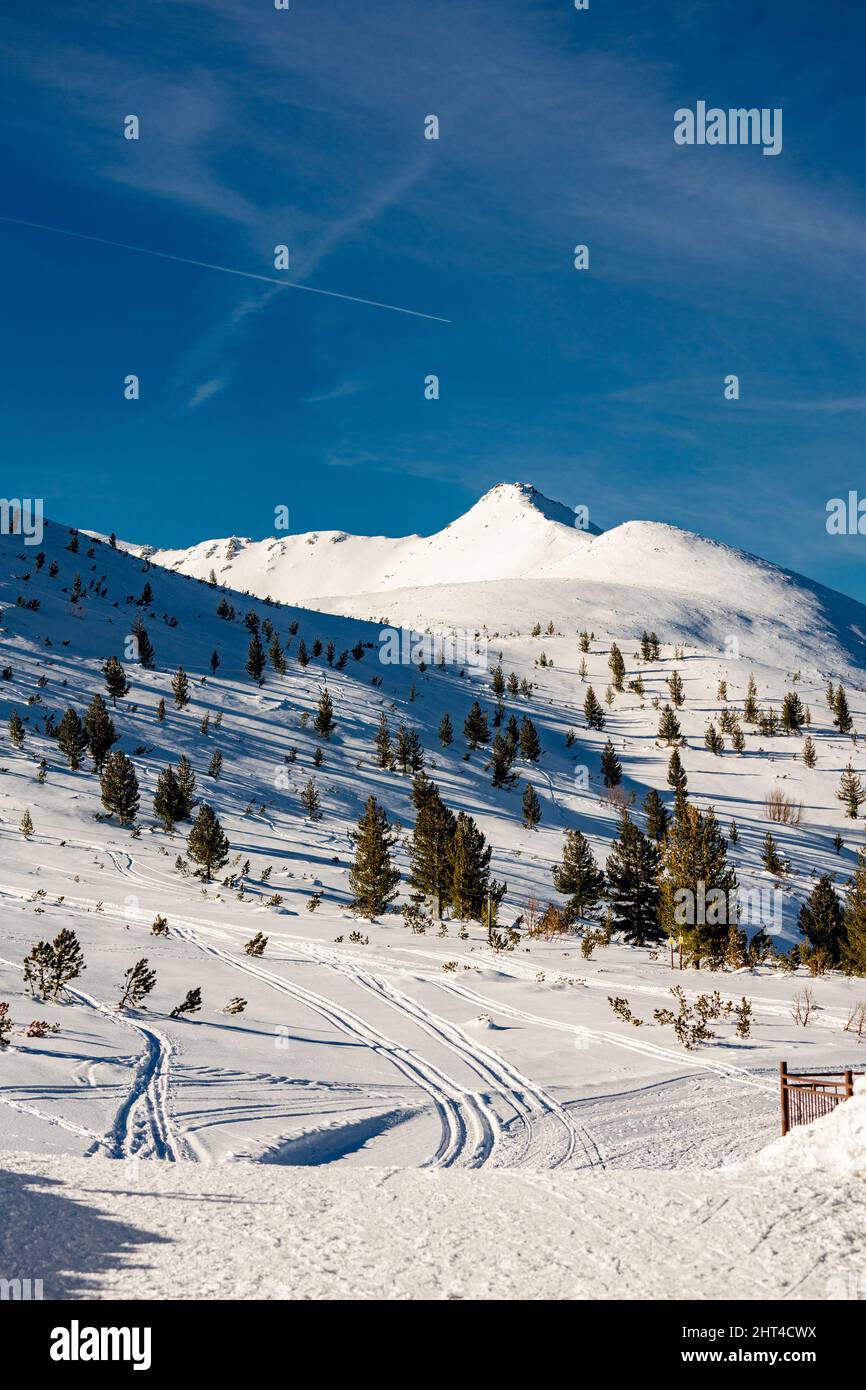Vertical shot of ski slopes covered in trees and snow under a blue sky ...