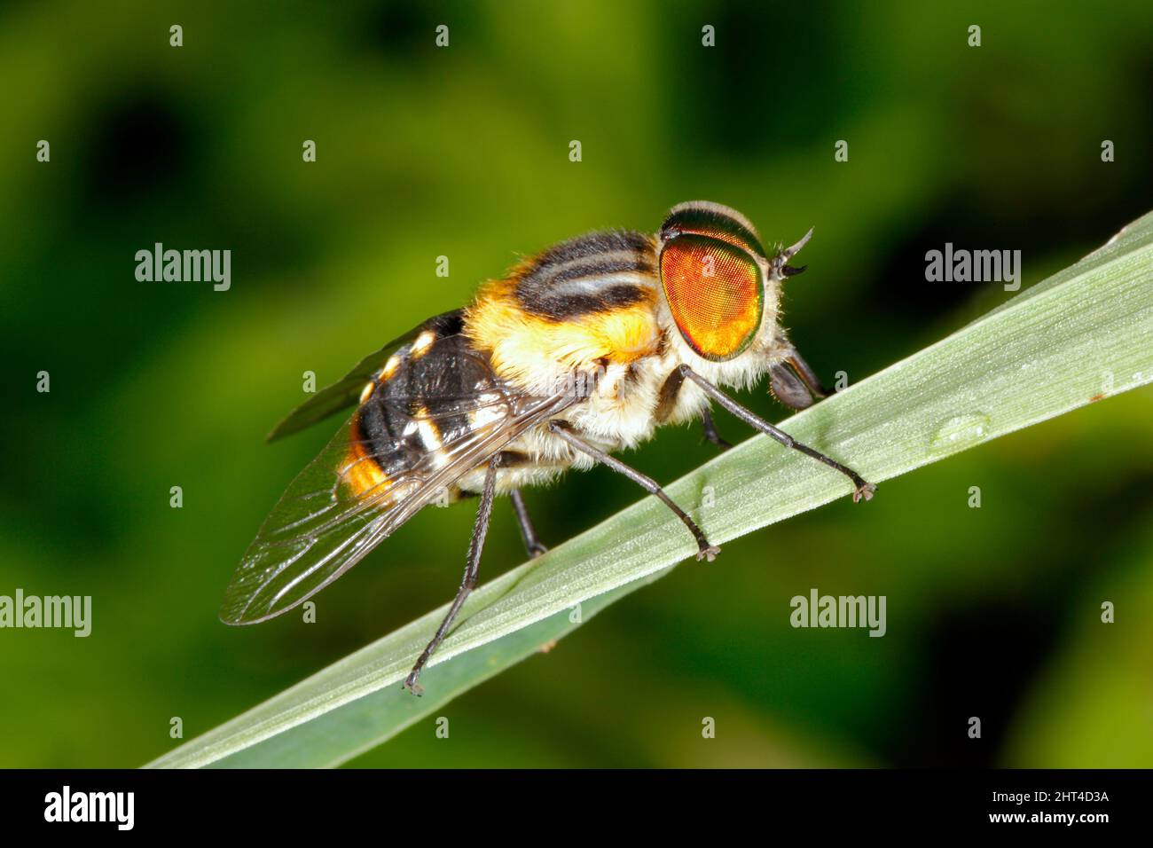 Australian march flies hi-res stock photography and images - Alamy