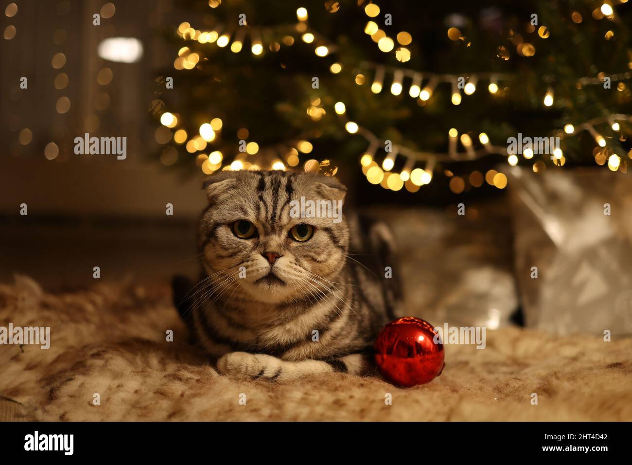 Cat under the tree hi-res stock photography and images - Alamy