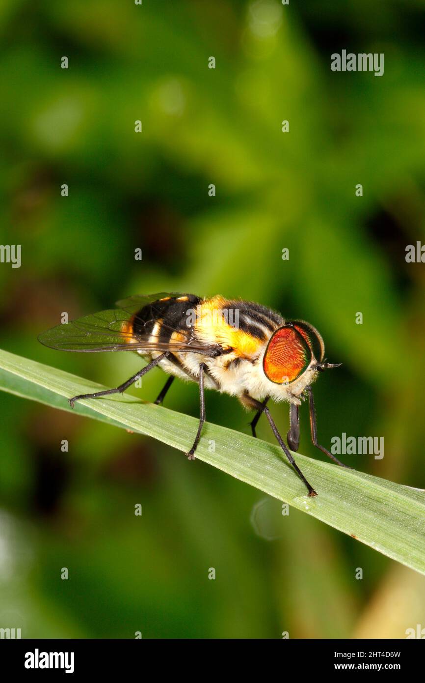 Flower Eating March Fly,Tabanus auriflua or Scaptia (Scaptia) auriflua ...