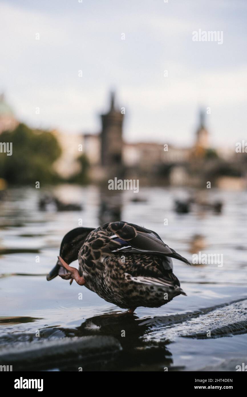 Closeup shot of a duck wading in a river Stock Photo - Alamy