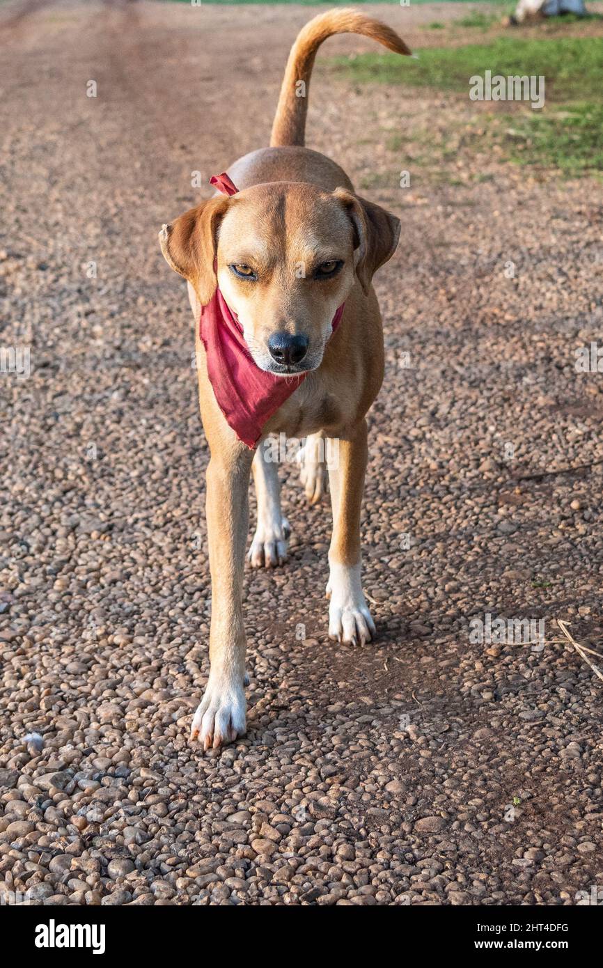 Red furred dog hi-res stock photography and images - Alamy