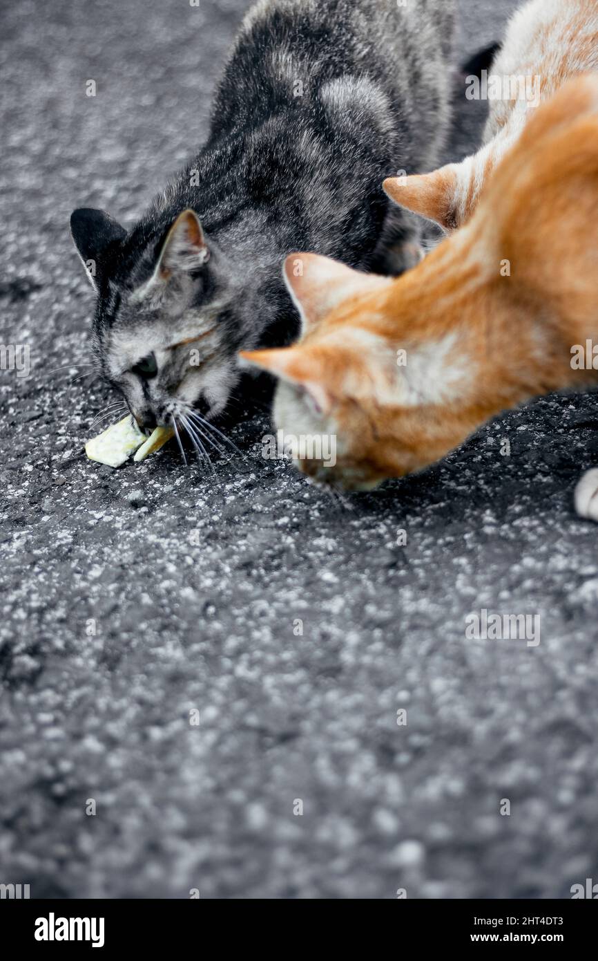 two stray cats eating together on the street Stock Photo - Alamy