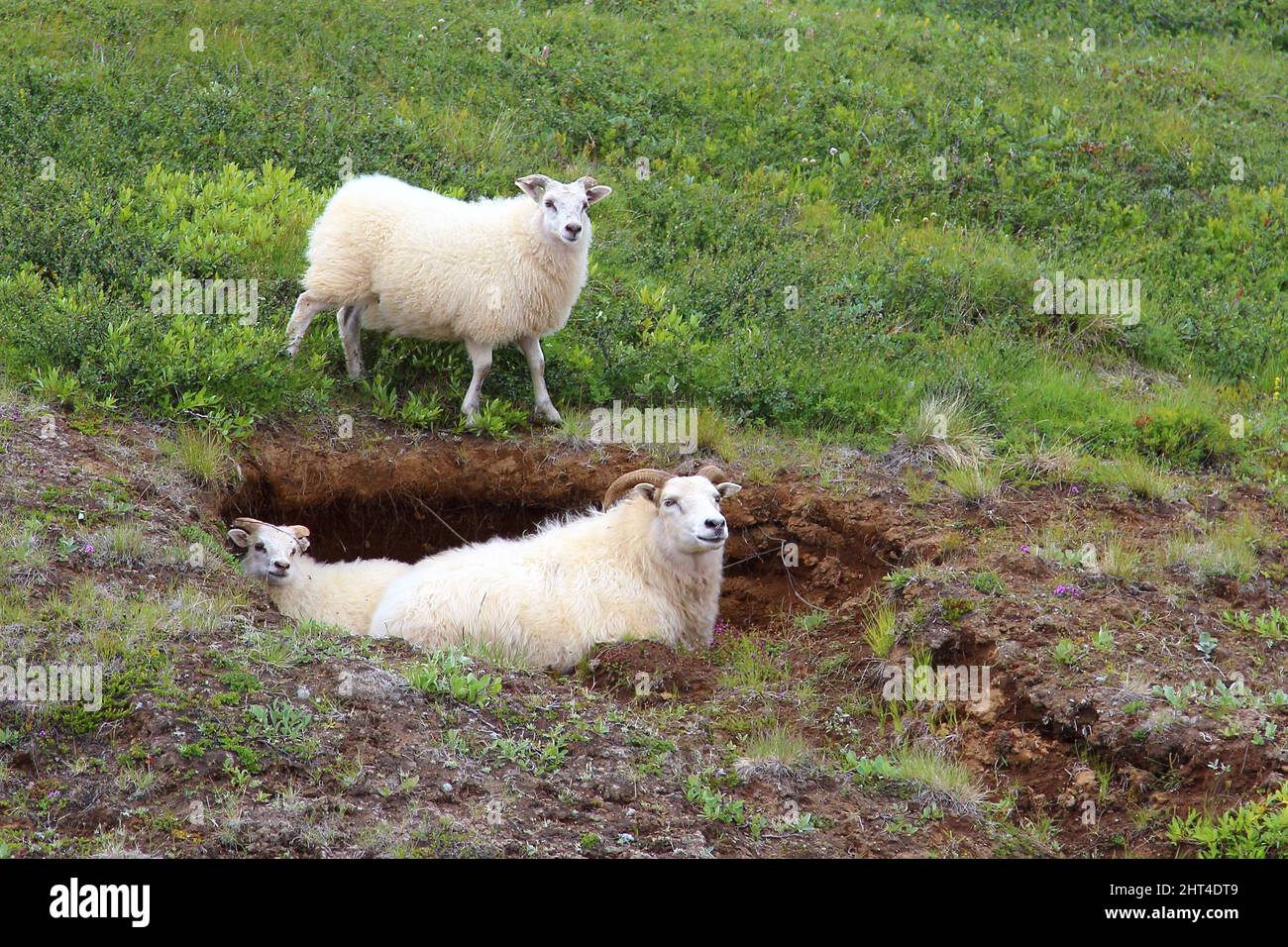 Schaf / Sheep / Ovis Stock Photo - Alamy