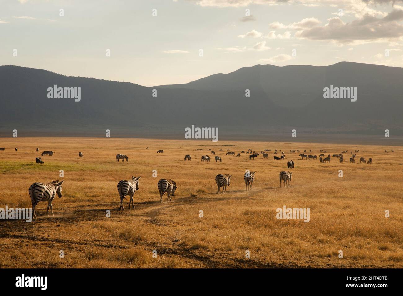 Plains zebras (Equus quagga), three animals crossing a small river ...