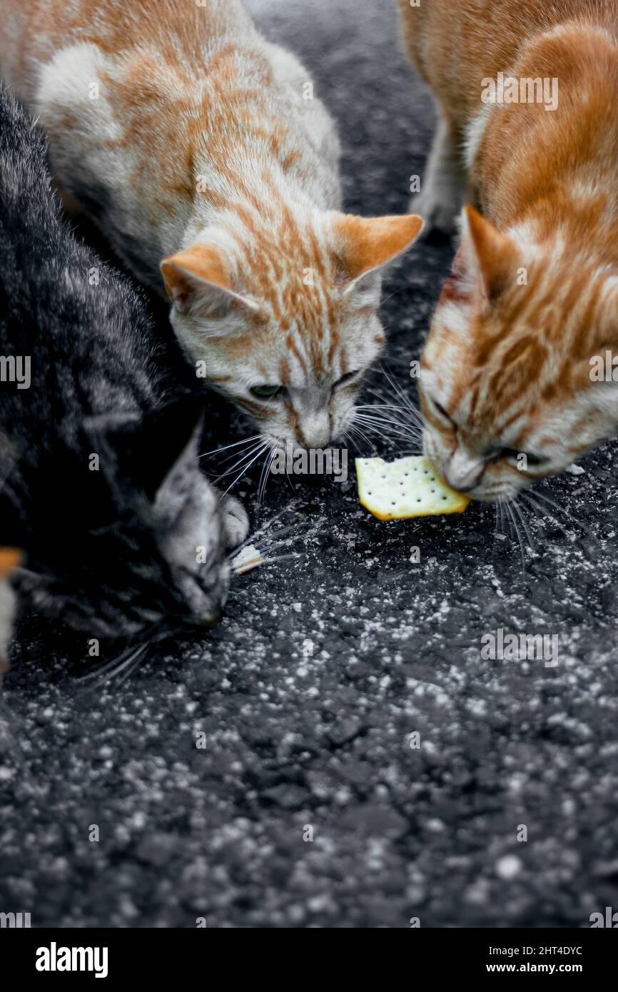 Three stray cats eating together on the street Stock Photo - Alamy
