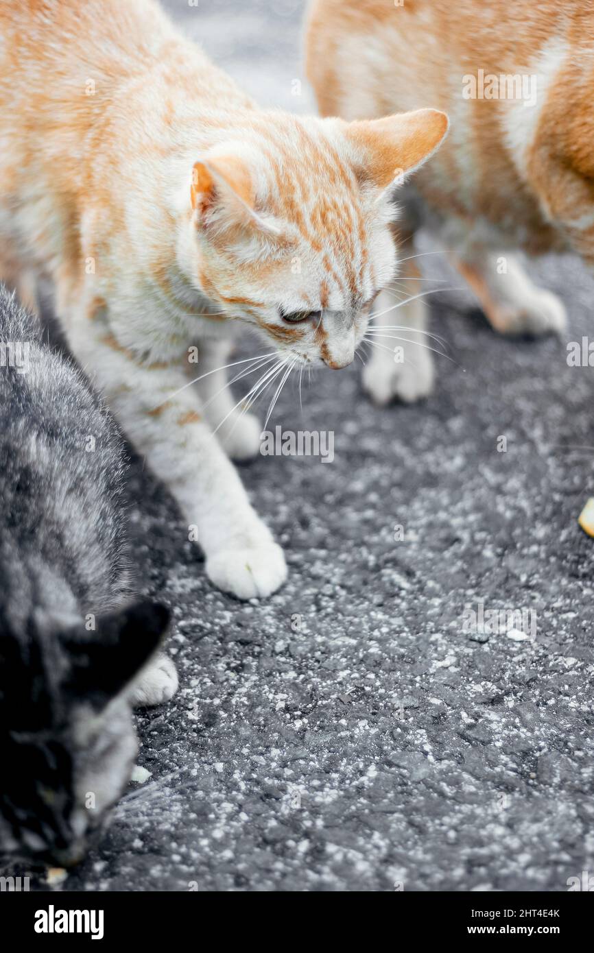 Three stray cats eating together on the street Stock Photo - Alamy