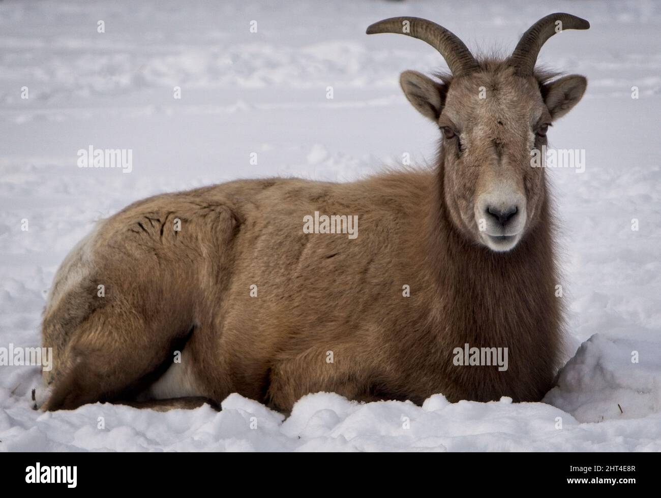Antelope goats hi-res stock photography and images - Alamy