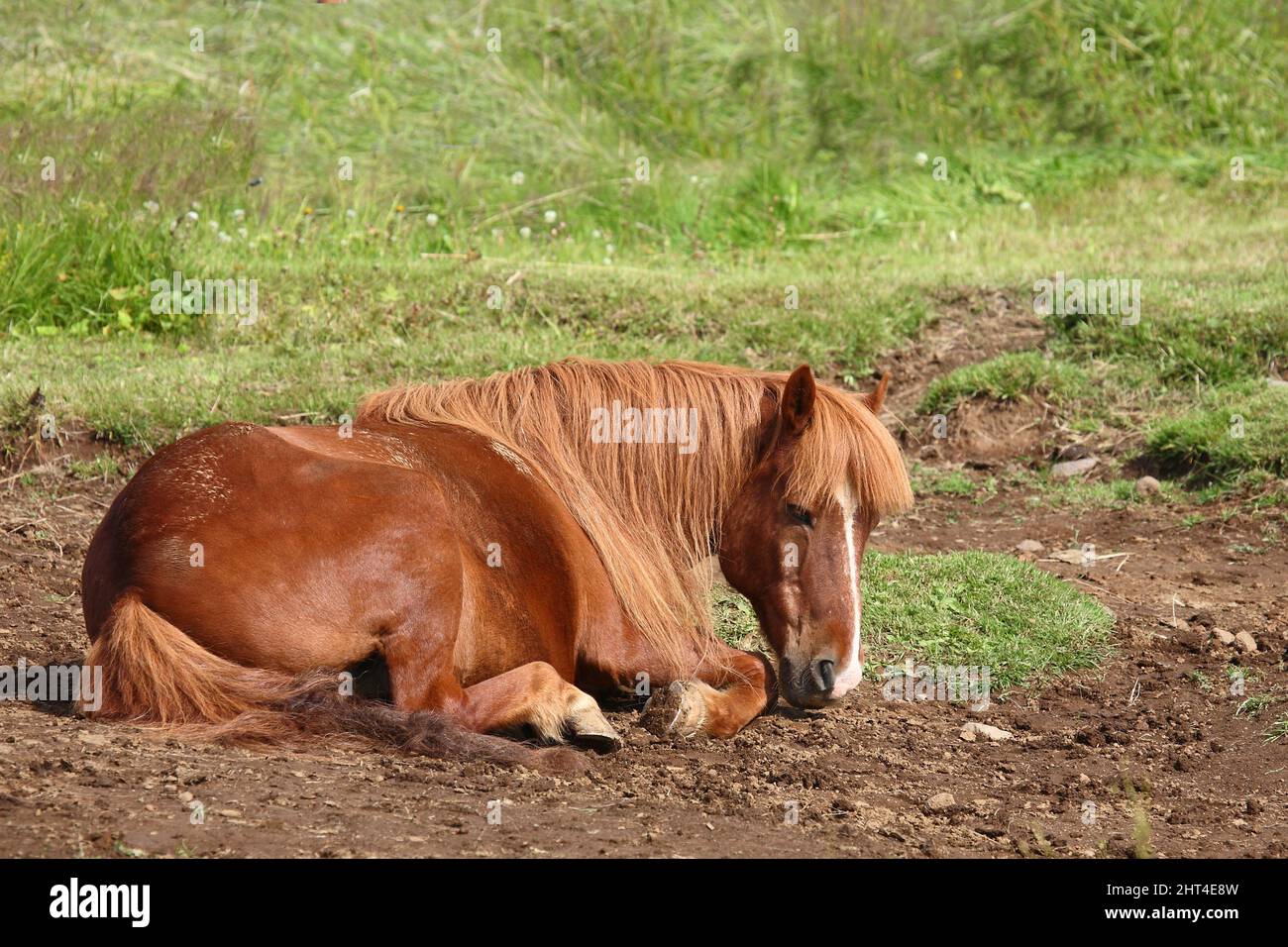 Islandpferd / Icelandic horse / Equus ferus caballus Stock Photo - Alamy