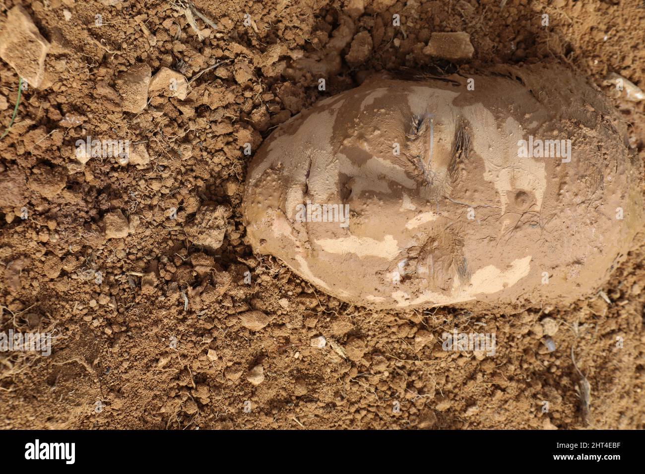 A woman buried in the ground A face covered in the ground Stock Photo ...