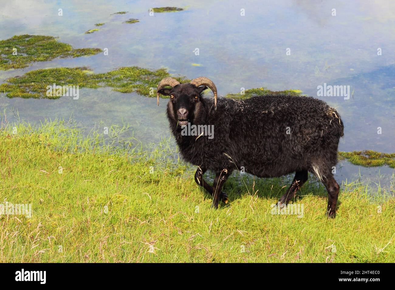 Schaf / Sheep / Ovis Stock Photo - Alamy