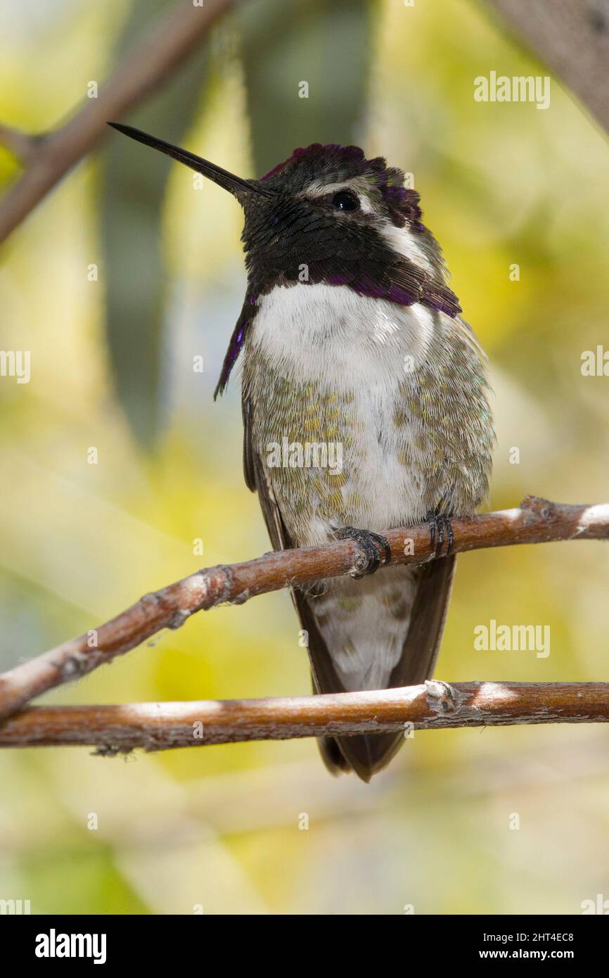 Costa’s hummingbird (Calypte costae), perched, showing the long throat ...