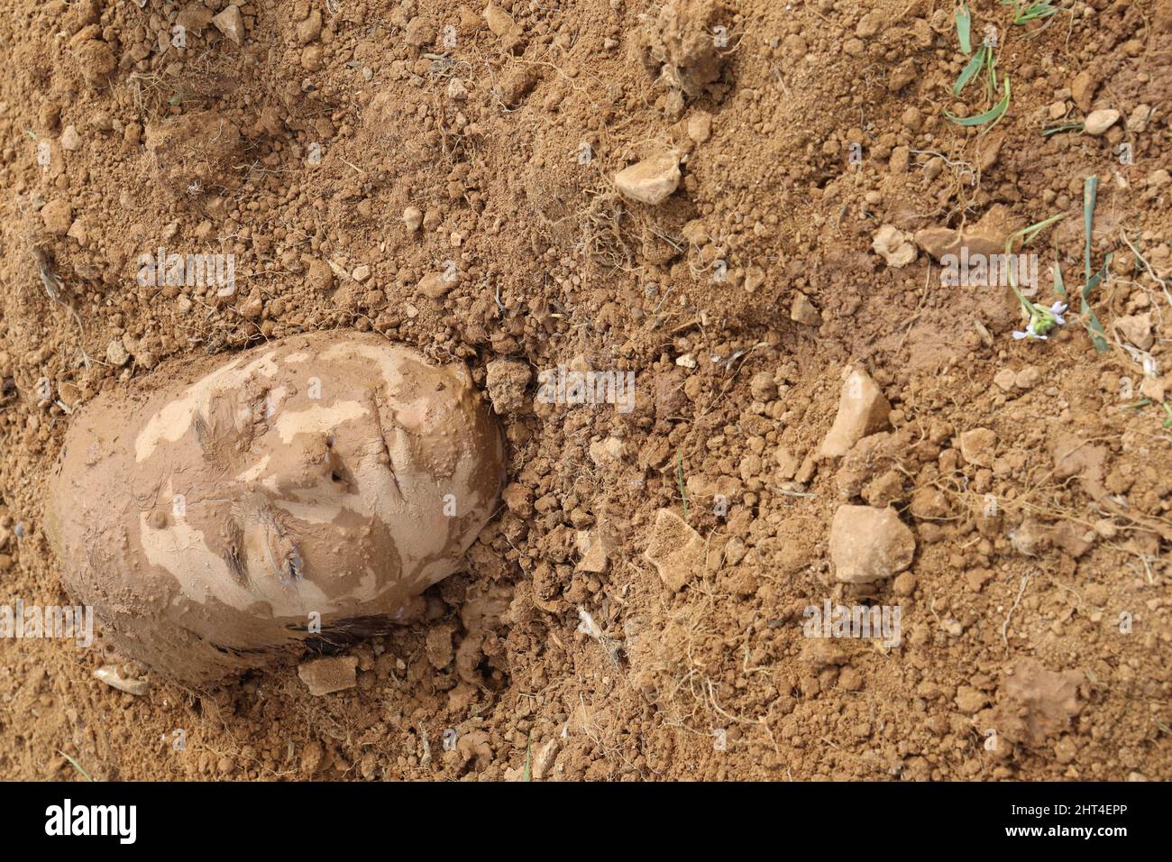 A woman buried in the ground A face covered in the ground Stock Photo ...