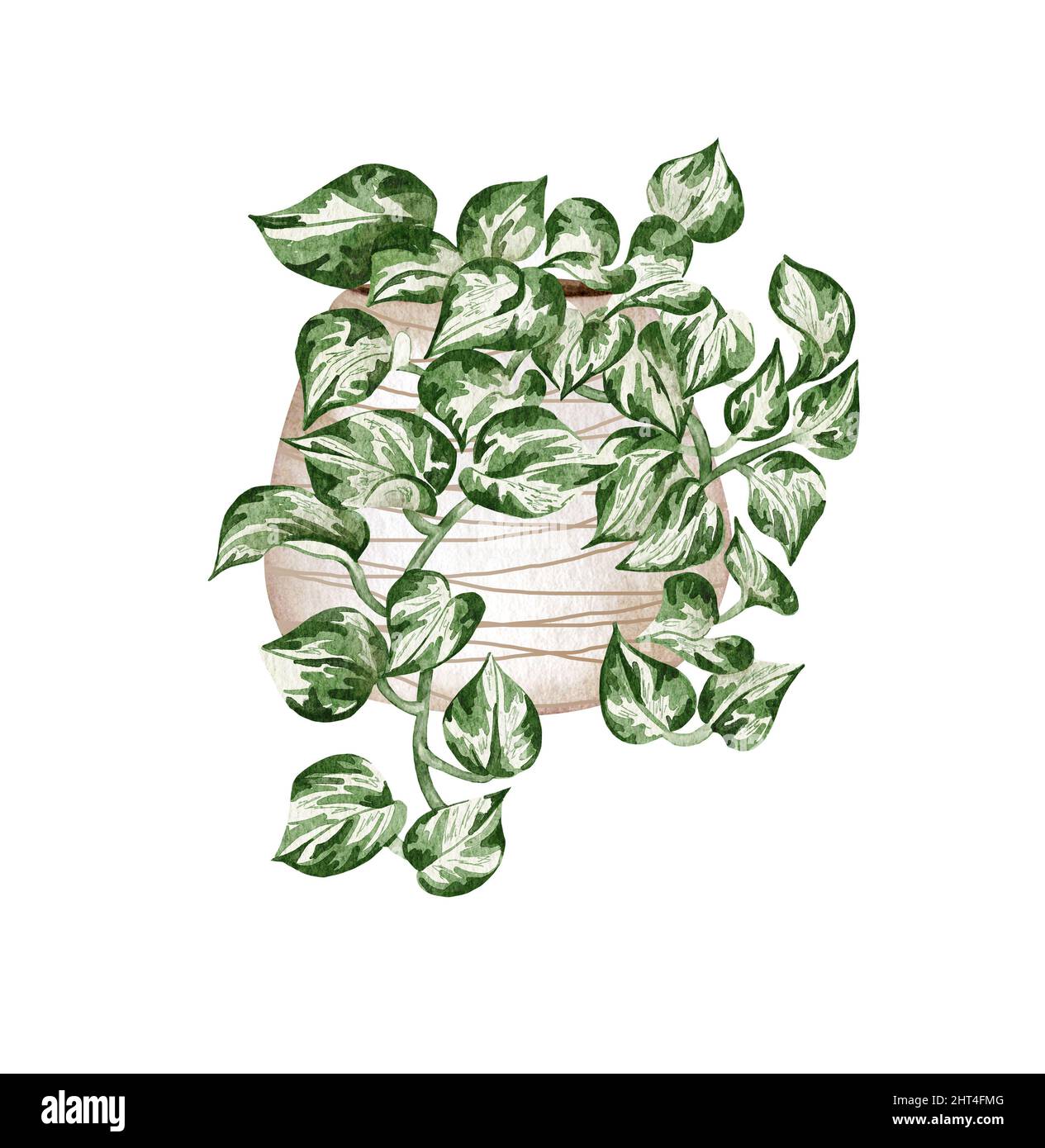 Hand painted watercolor pothos houseplant. Potted hanging plant ...