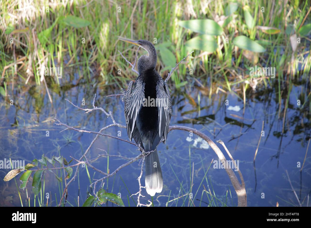 Closeup of an Anhinga bird Stock Photo - Alamy