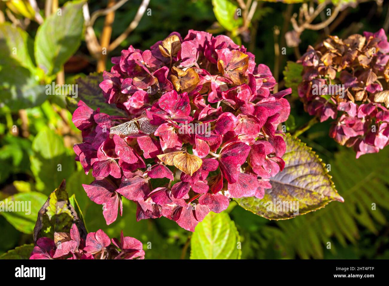 Overblown flowers hi-res stock photography and images - Alamy