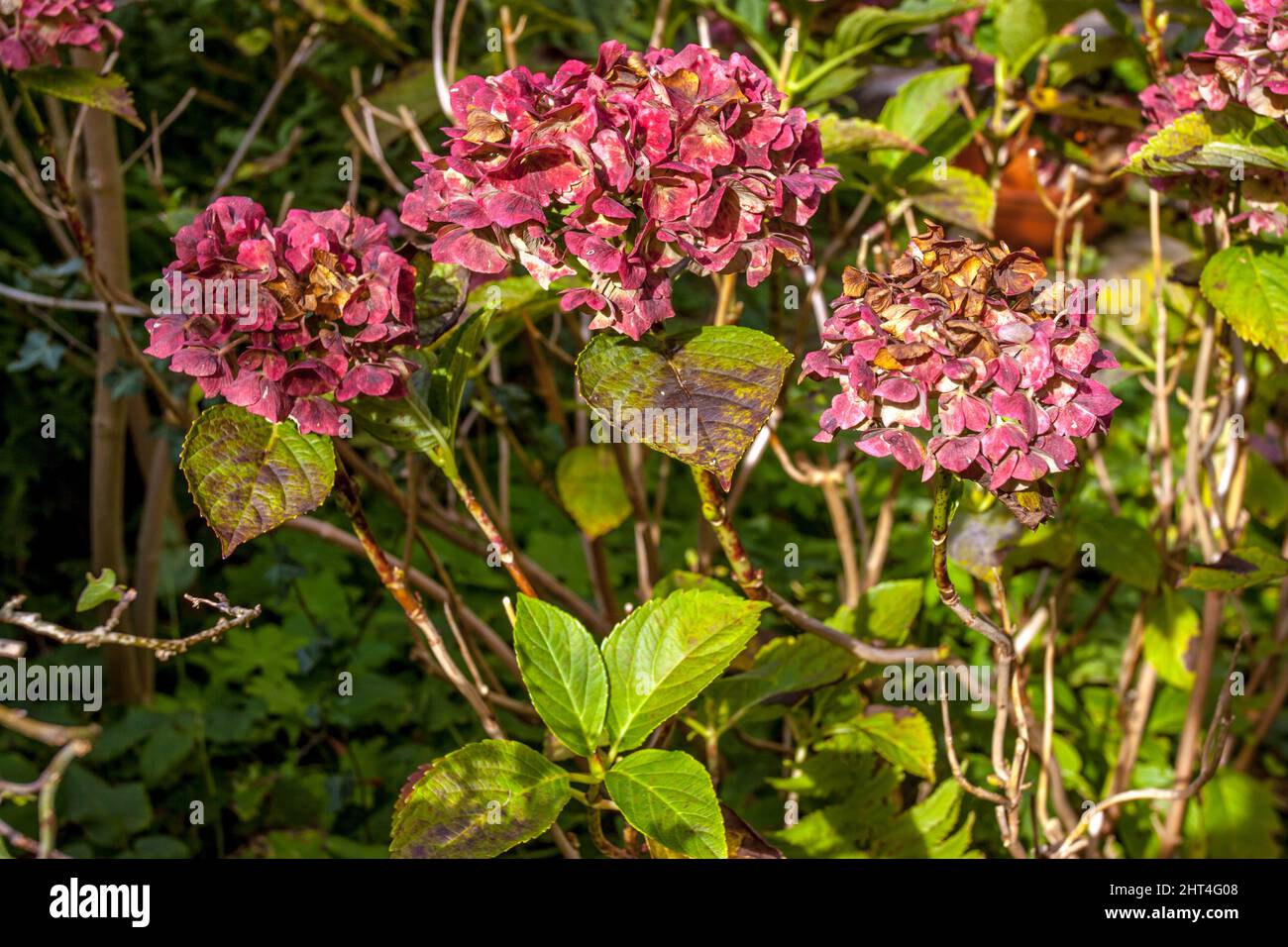 Overblown flowers hi-res stock photography and images - Alamy