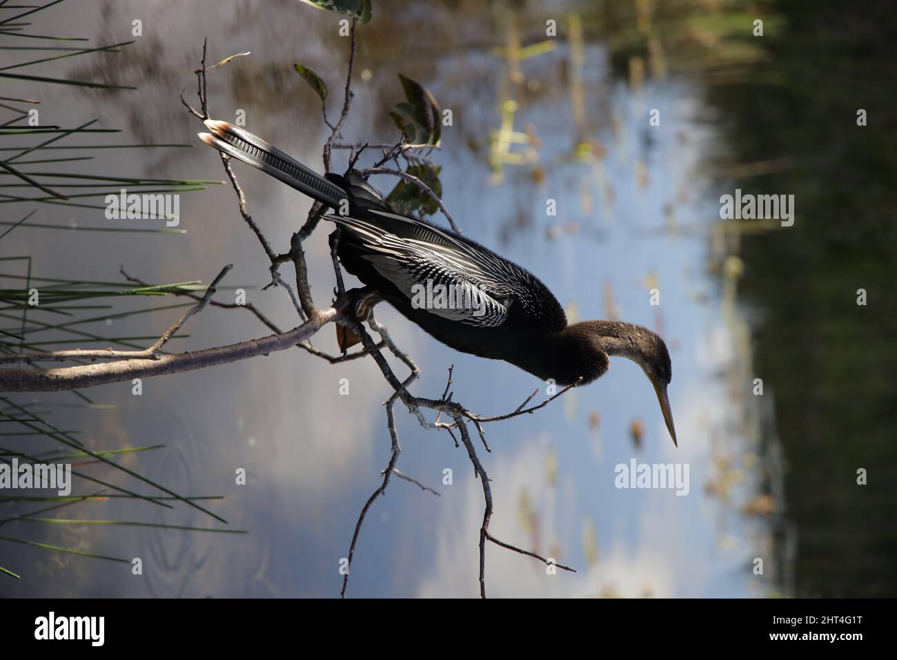 Closeup of an Anhinga bird Stock Photo - Alamy
