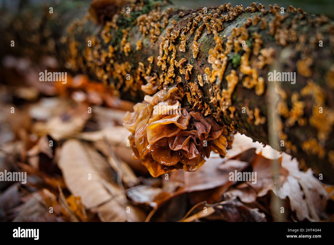 Closeup shot of some fungus growing on a trunk of a tree in the Gifford ...