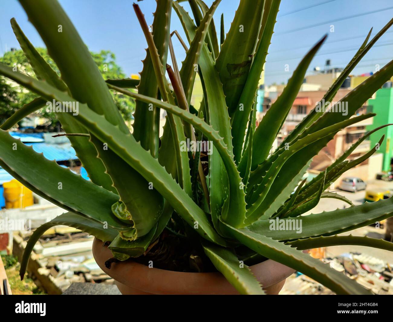 Potted aloe vera plant on a balcony over Bangalore, Karnataka, India ...