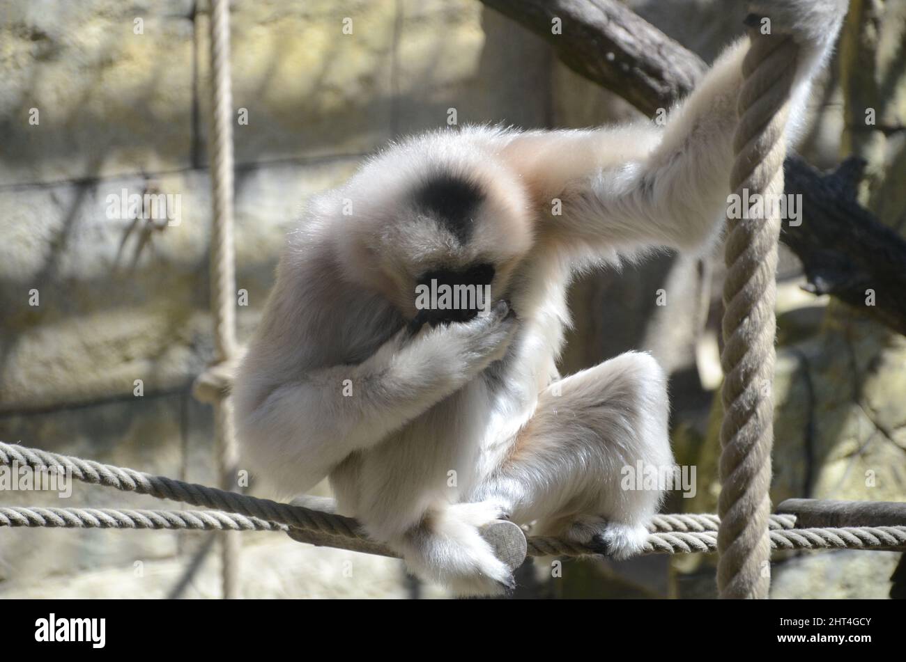 White gibbon hanging on a rope in a zoo Stock Photo - Alamy