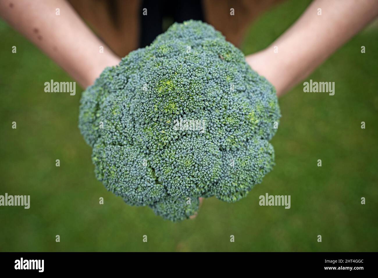 Top view of a broccoli Stock Photo - Alamy