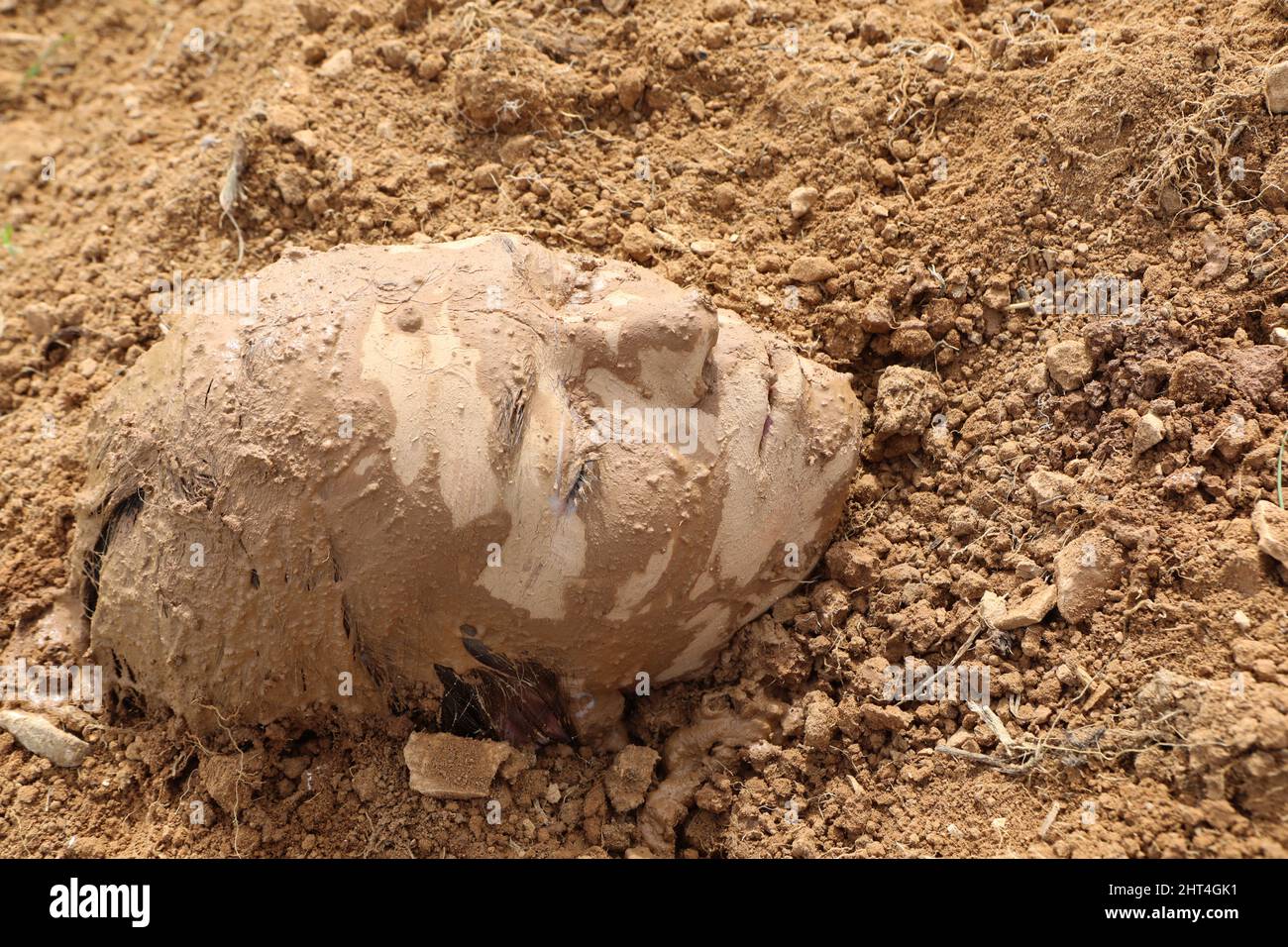 A woman buried in the ground A face covered in the ground Stock Photo ...