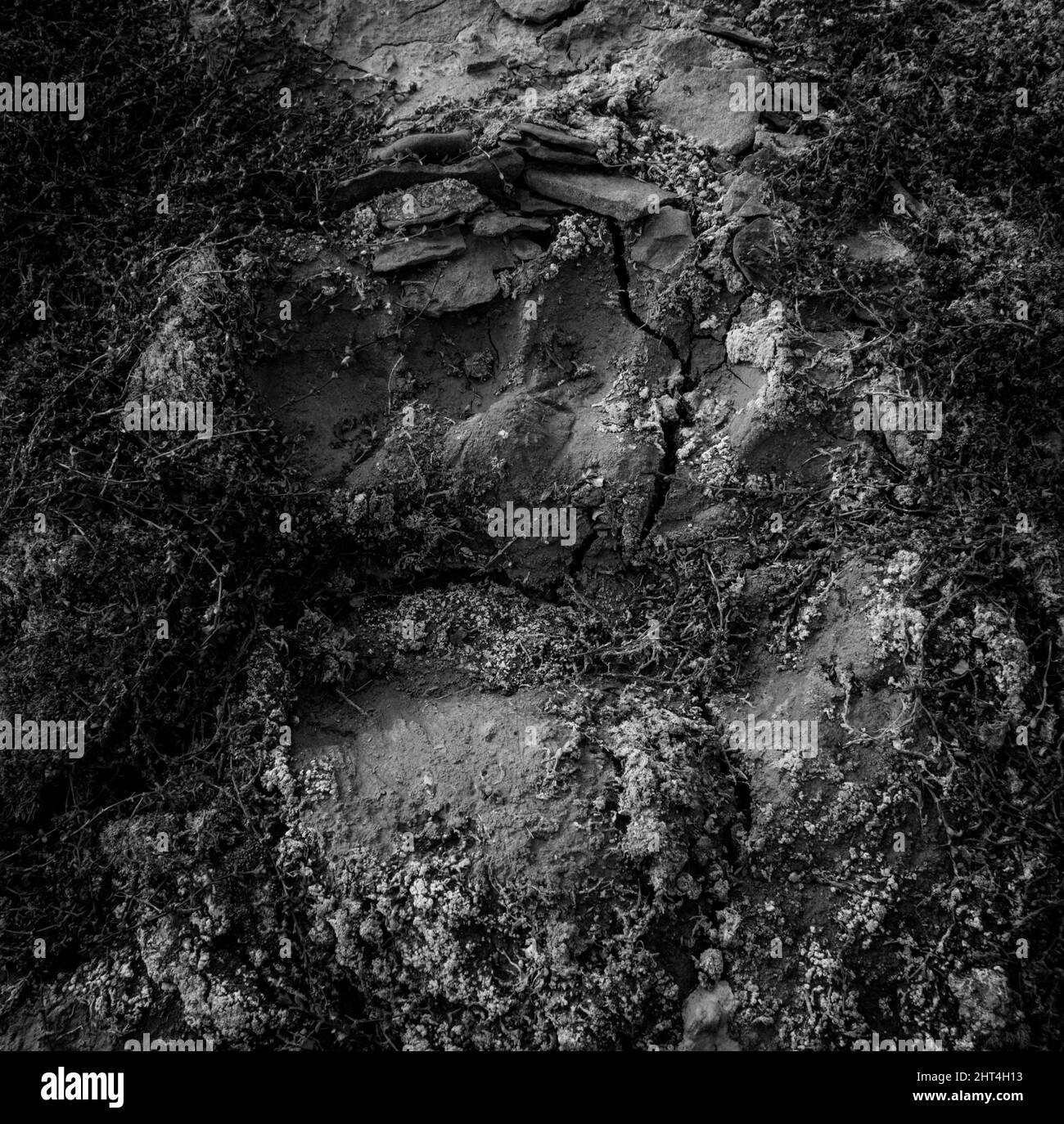 Grayscale of a wet ground Stock Photo - Alamy