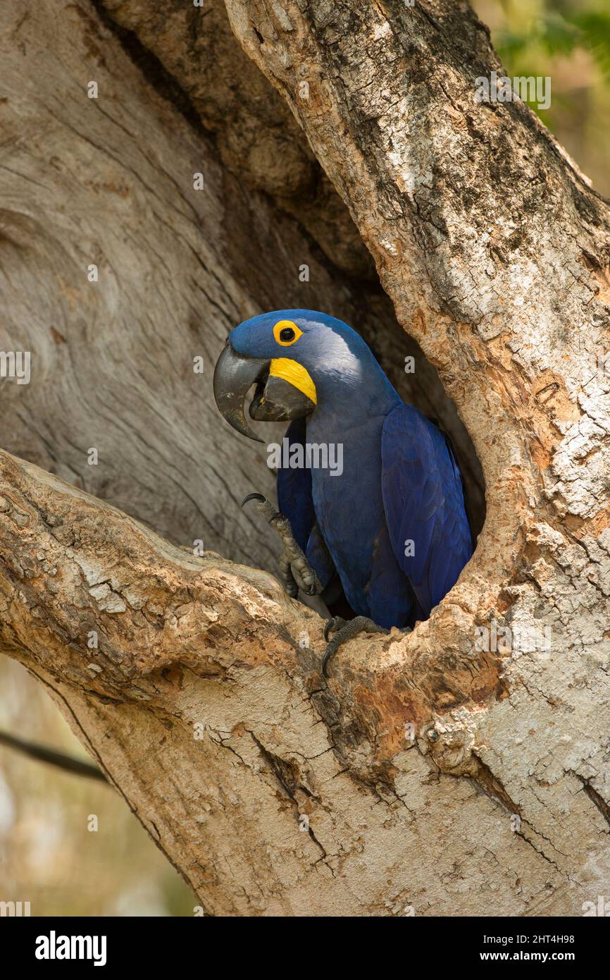 Hyacinth Macaw Anodorhynchus Hyacinthinus In Breeding Plumage At