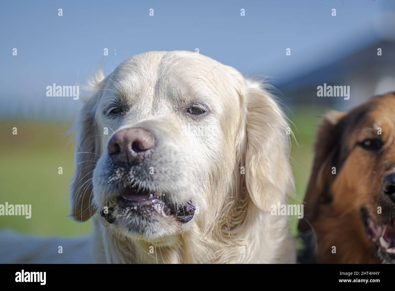 Outdoor portrait of a Golden Retriever dog Stock Photo - Alamy