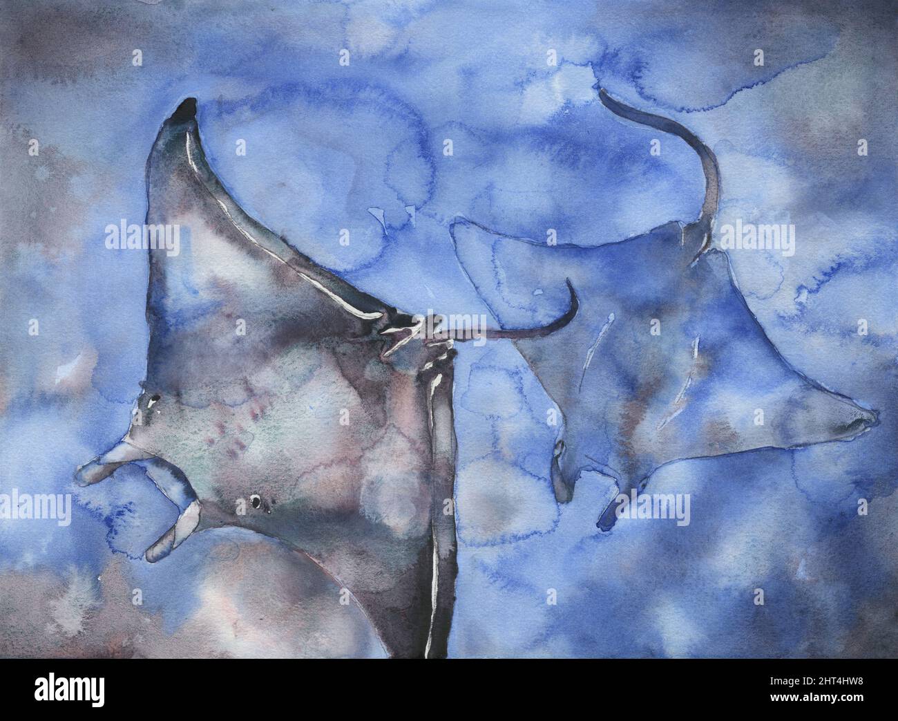 Manta Rays swimming in ocean. Watercolor painting blue decor ocean ...
