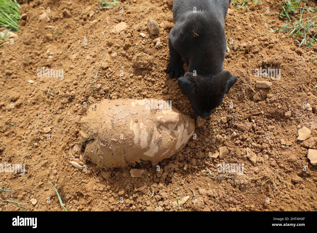 A woman buried in the ground A face covered in the ground Stock Photo ...