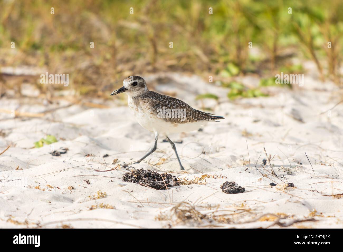 Common turnstone hi-res stock photography and images - Alamy