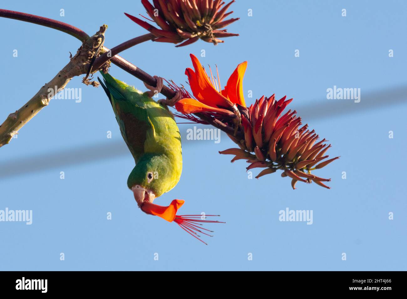 Selective focus of a green vernal hanging parrot on the tree with an ...