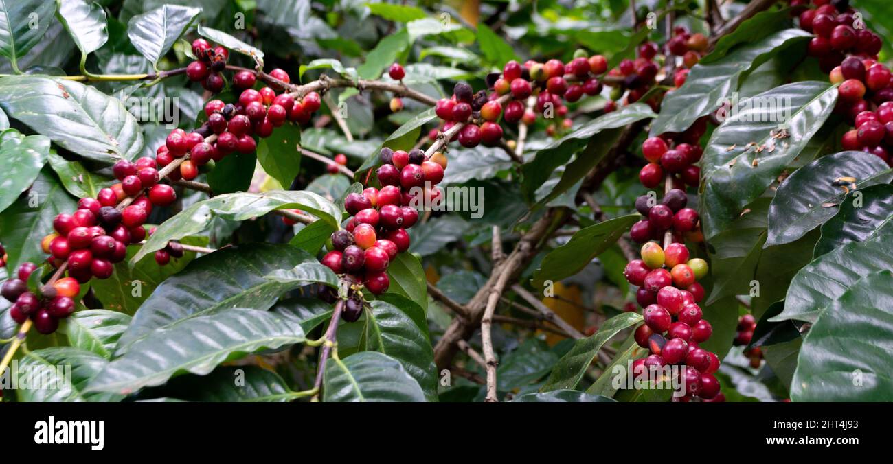 Numerous red arabica coffee beans on the coffea trees with big green ...