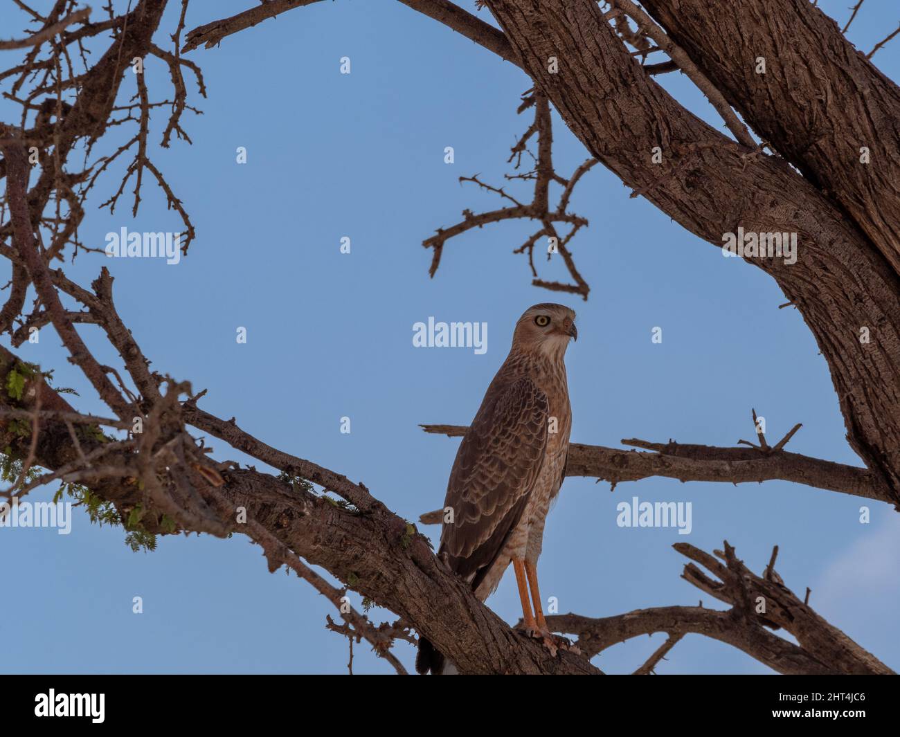 Red-necked falcon perched on a tree Stock Photo - Alamy