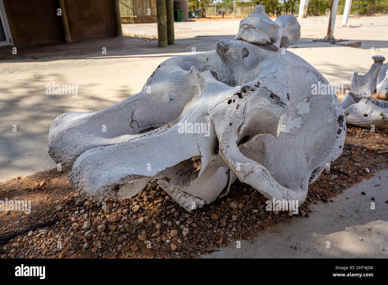 Elephant skull hi-res stock photography and images - Alamy