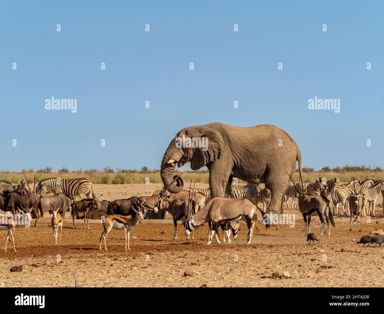Elephant with antelopes and zebras at a watering hole Stock Photo - Alamy