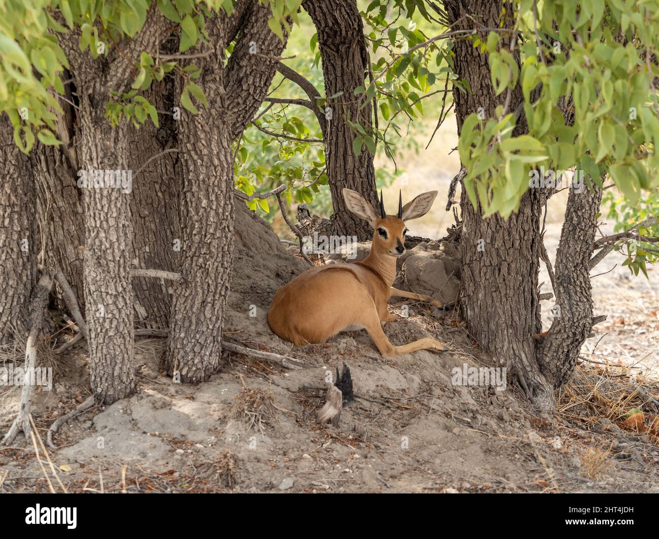 A steenbok resting on under the trees Stock Photo - Alamy