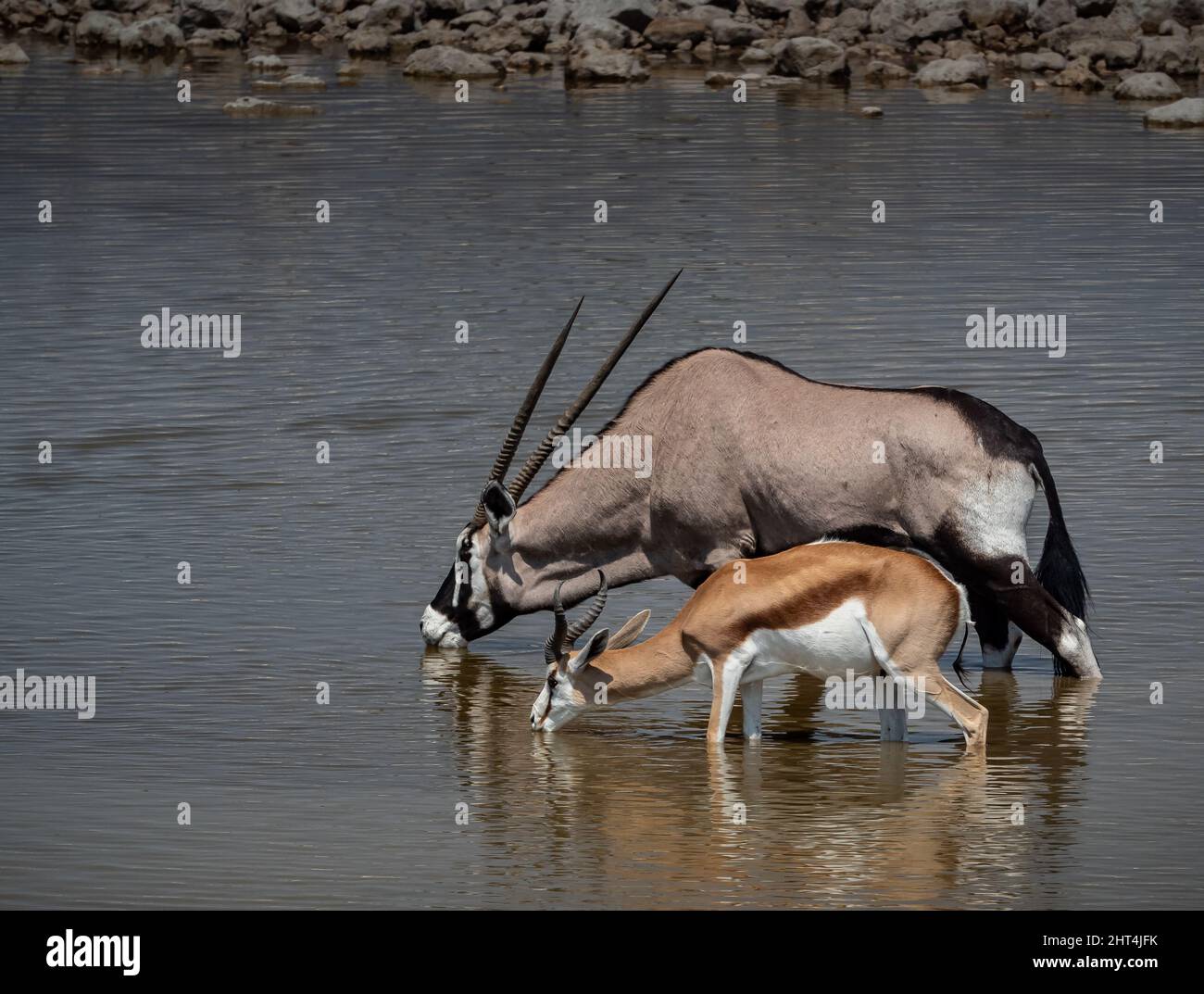 Closeup of a gemsbok and springbok drinking water from the pond Stock ...