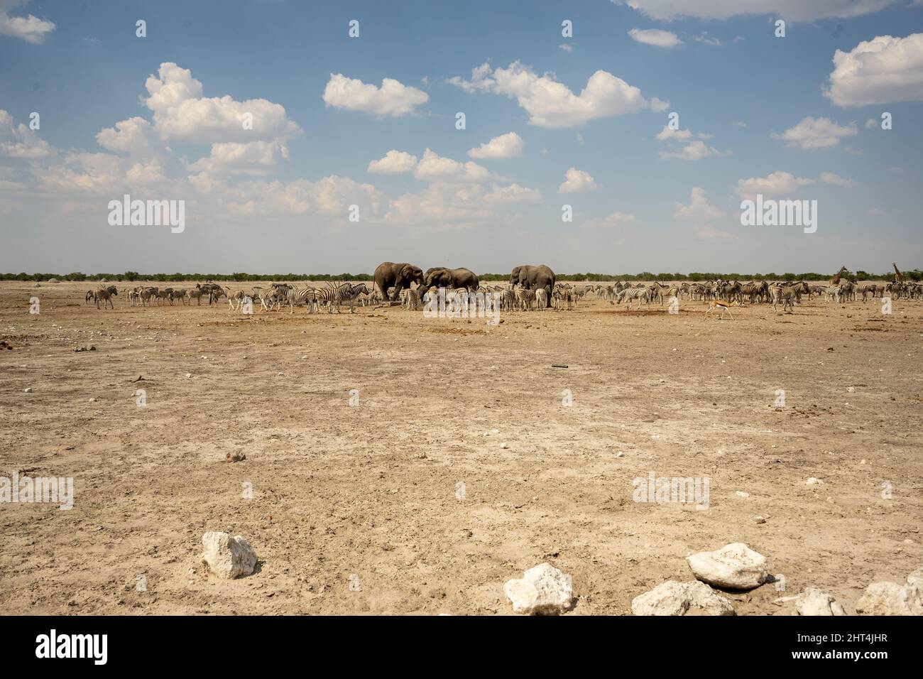 Africa watering hole zebra elephant hi-res stock photography and images ...