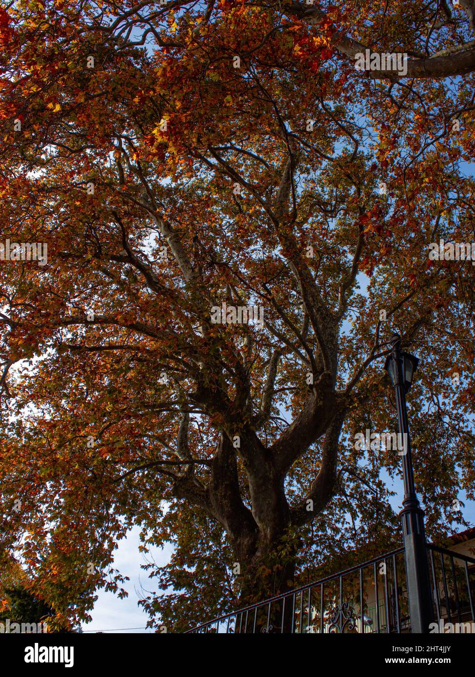 Vertical shot of a plane tree Stock Photo - Alamy