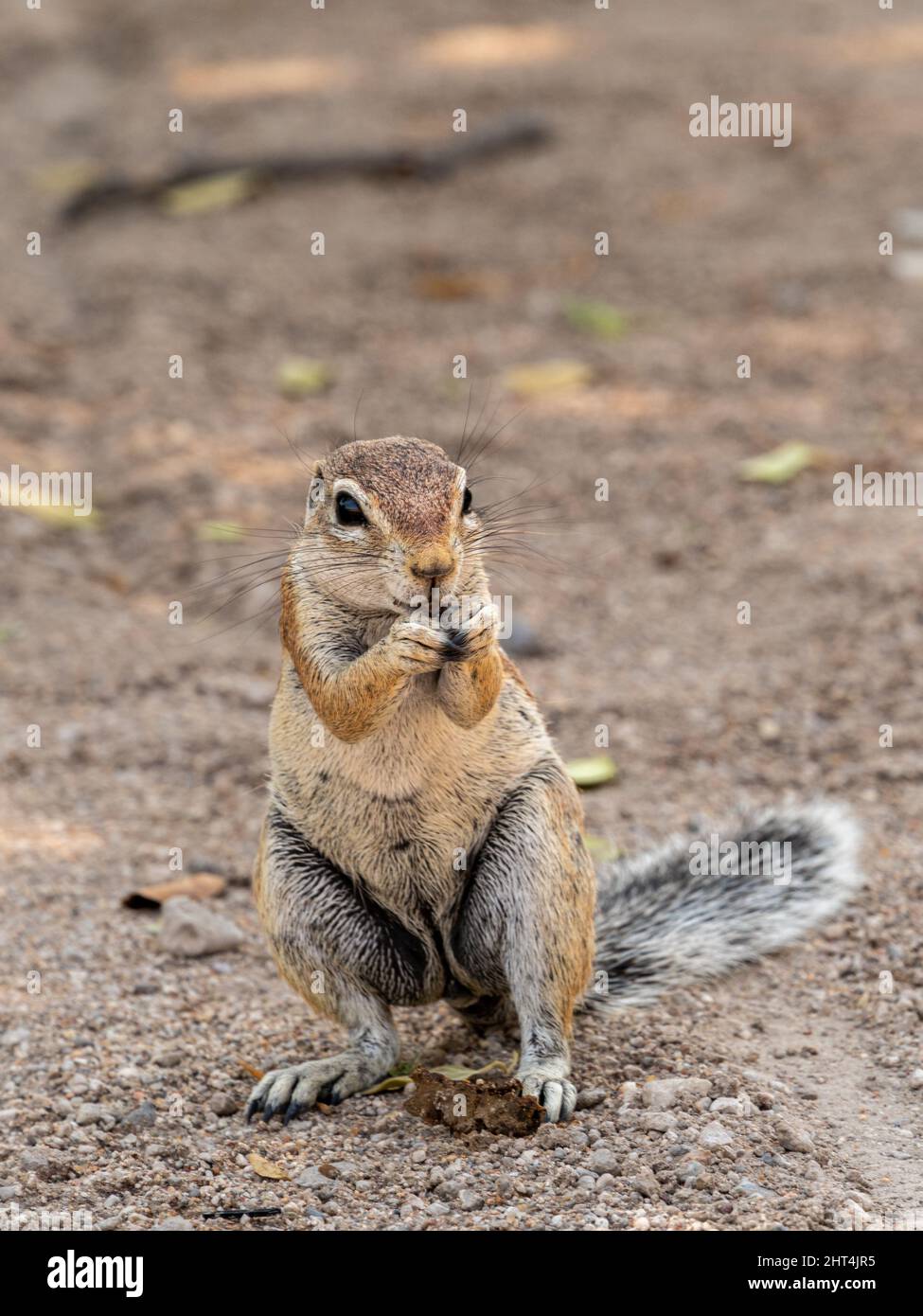 Vertical shot of an African ground squirrel Stock Photo - Alamy