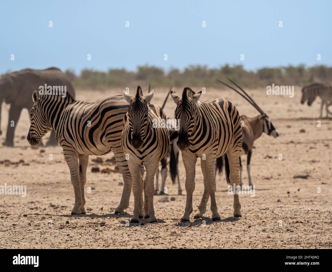 A group of zebras in their natural habitat Stock Photo - Alamy