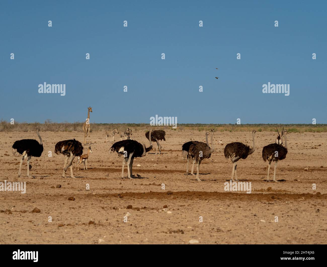 Flock of ostriches in a safari Stock Photo - Alamy