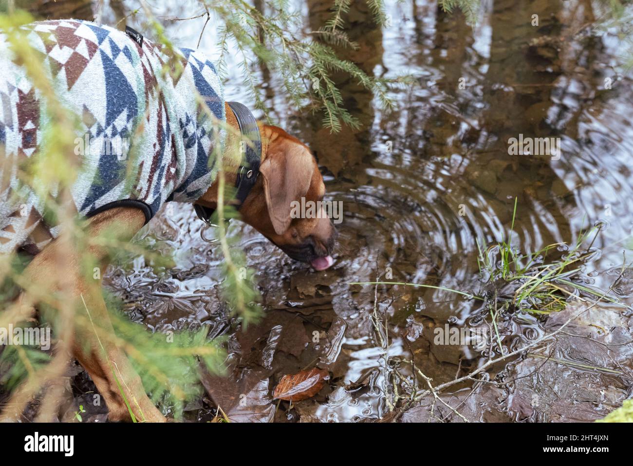 Rhodesian ridgeback wearing clothes drinking water in the river Stock ...
