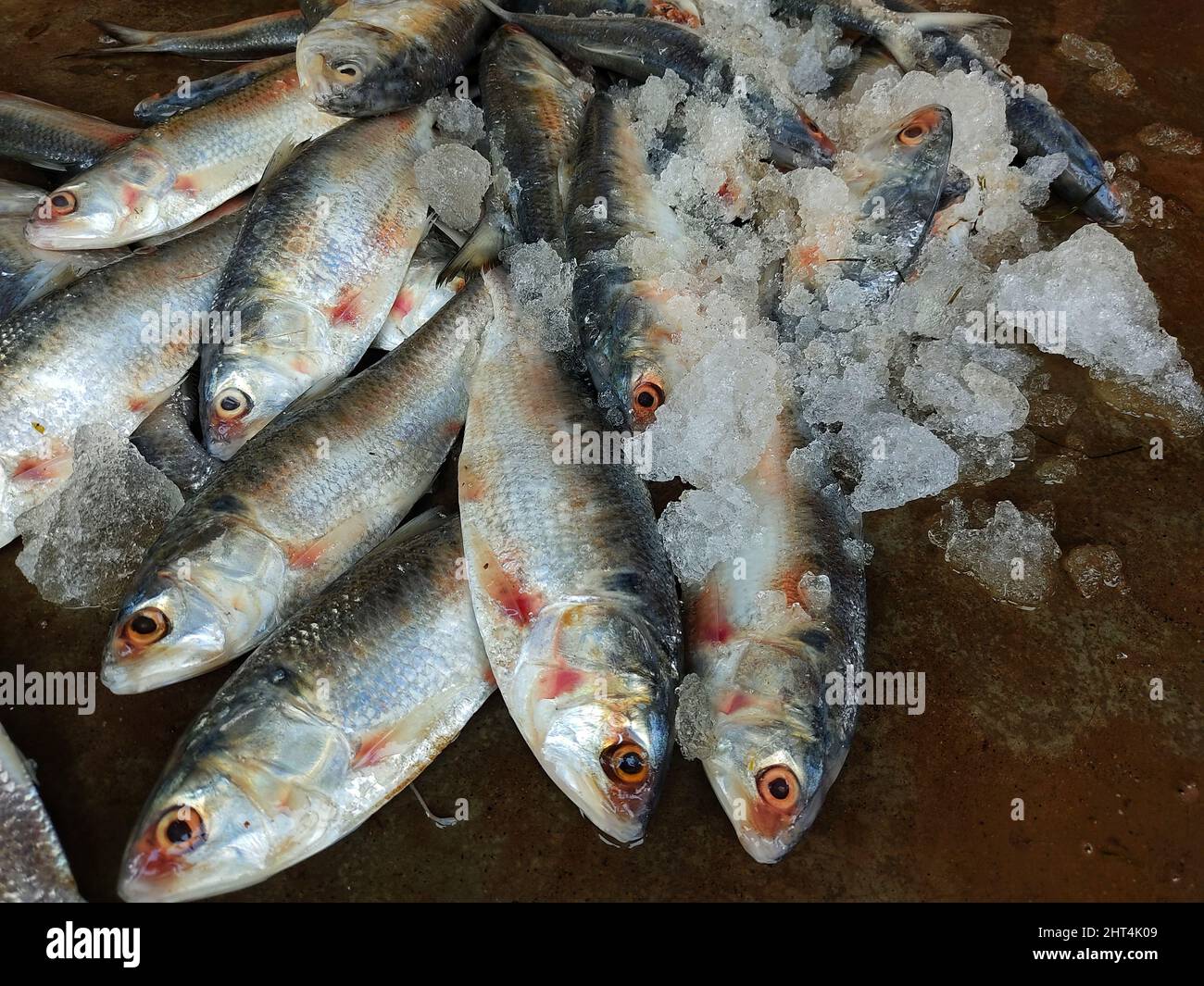 Closeup shot of fishes in a fishmarket Stock Photo - Alamy