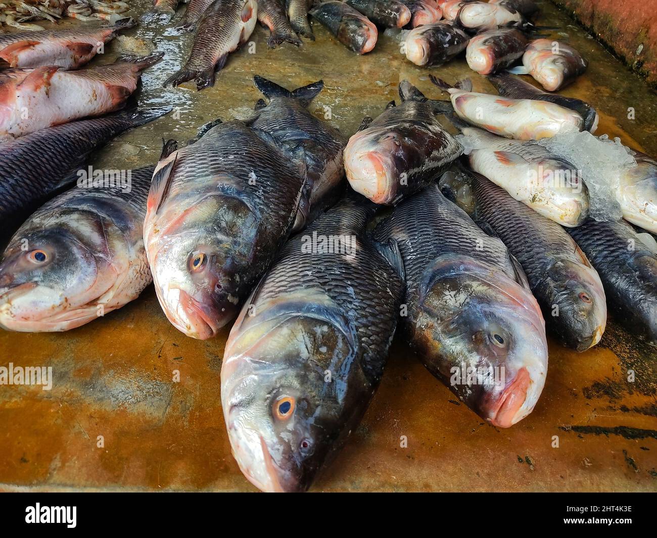 Closeup shot of fishes in a fishmarket Stock Photo - Alamy